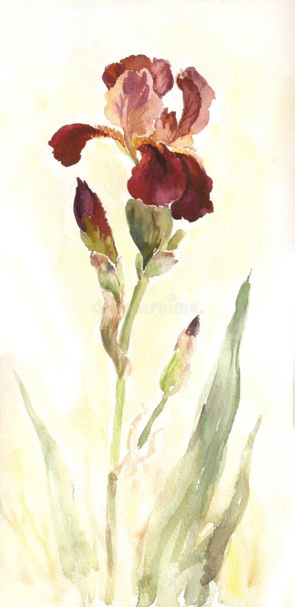 Iris Water Stock Illustrations – 3,695 Iris Water Stock Illustrations ...