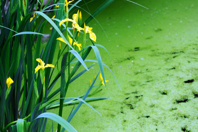 Iris amarillo imagen de archivo. Imagen de diafragma - 40210101