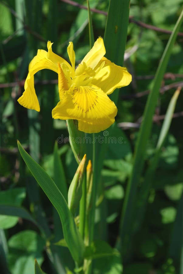 Iris Amarillo Brillante De La Flor Imagen de archivo - Imagen de fresco ...