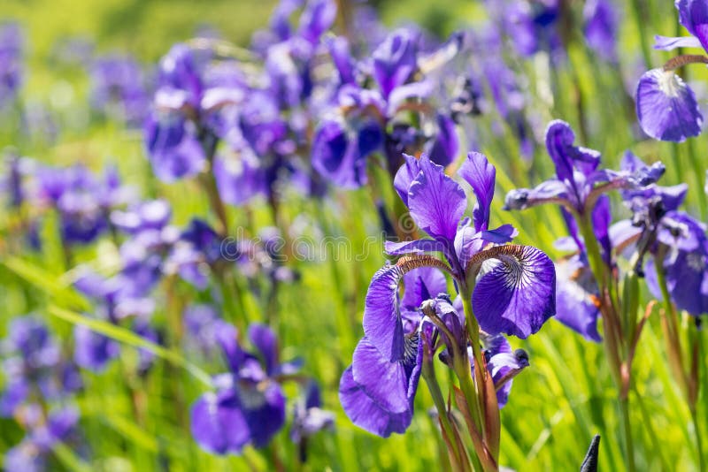 Iris amarillo de la flor imagen de archivo. Imagen de variedad - 137091313