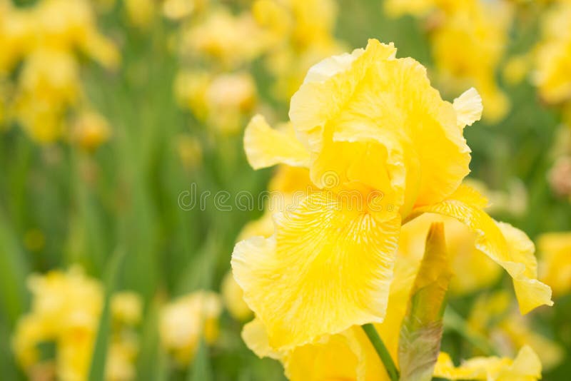 Iris amarillo de la flor imagen de archivo. Imagen de decorativo - 35432743