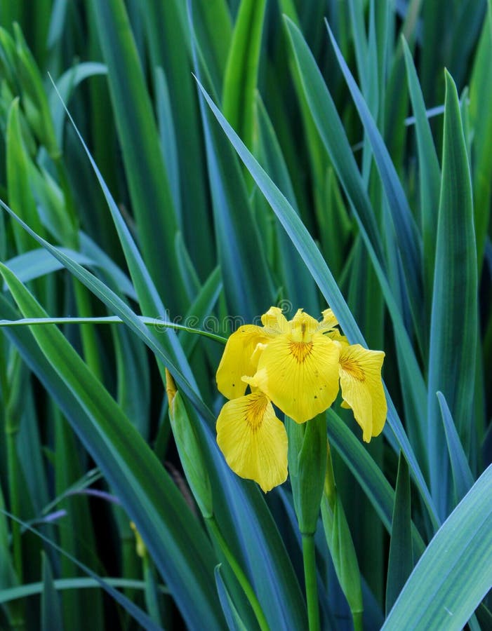 Iris amarillo del agua imagen de archivo. Imagen de parque - 92758499