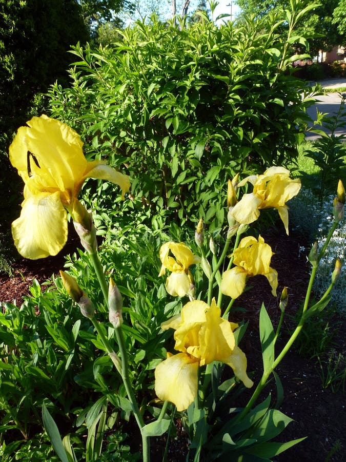 Iris amarillos imagen de archivo. Imagen de exterior - 150680049