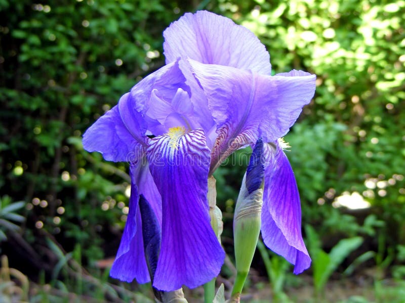 498 Planta Floreciente Del Iris Azul Fotos de stock - Fotos libres de ...
