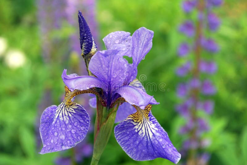 1,861 Ramo De Iris Azules Fotos de stock - Fotos libres de regalías de ...