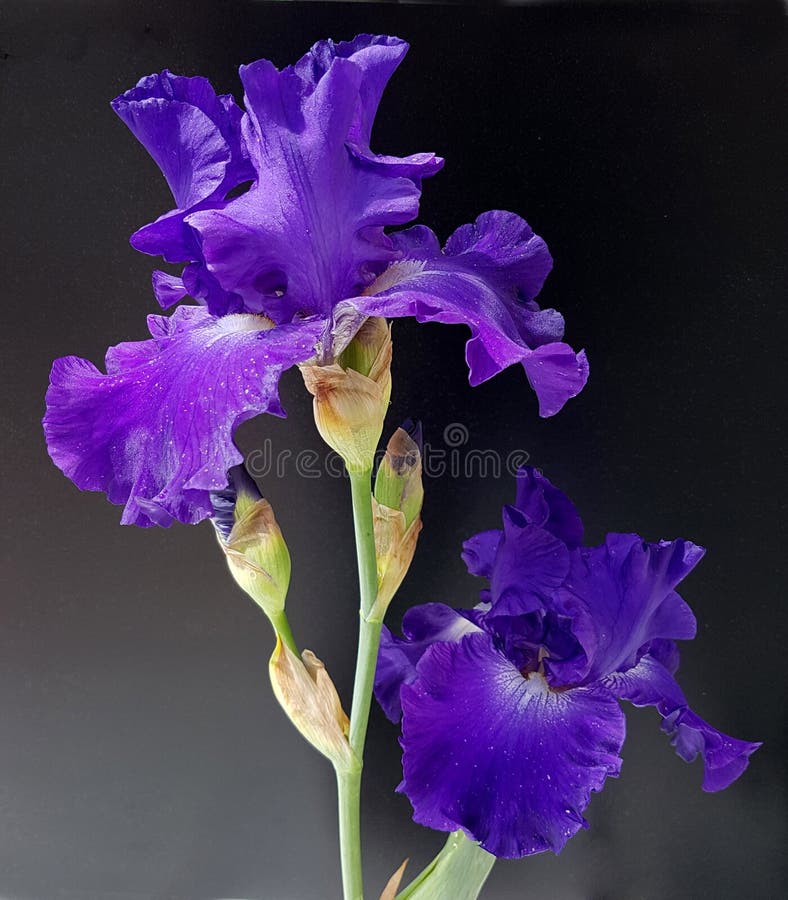 Iris Barbata-Elatior Blue Rhythm Stock Image - Image of flower ...