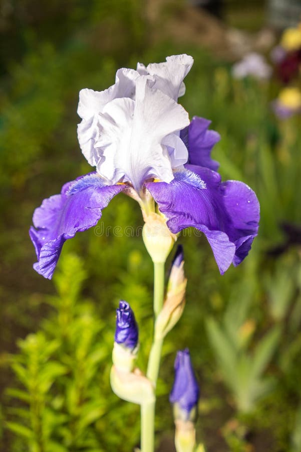 Iris stock image. Image of gorgeous, beautiful, blue - 56413673