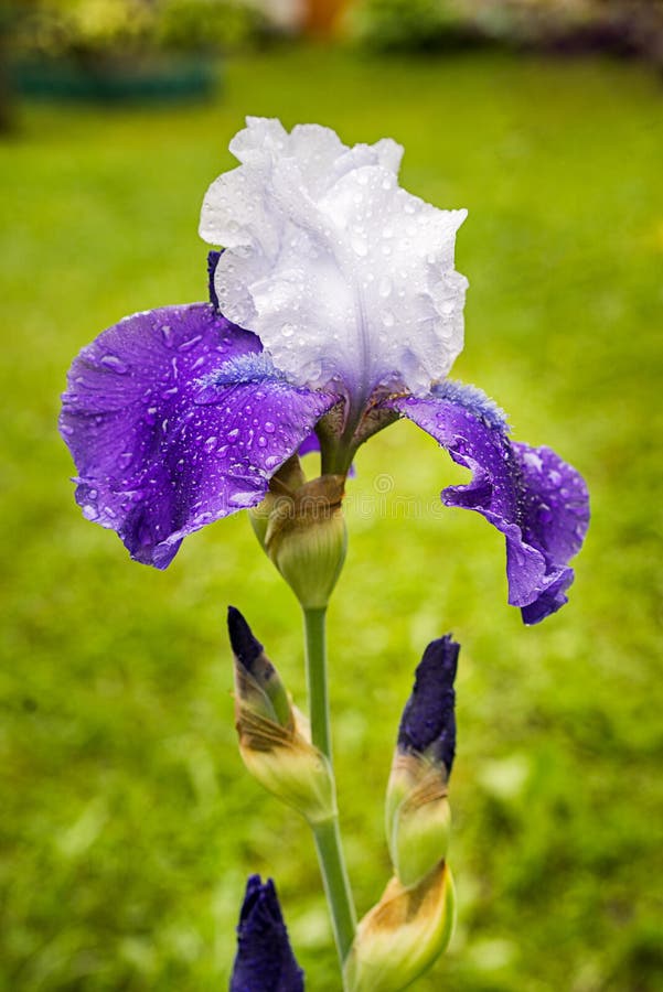 Iris stock photo. Image of limniris, flower, burgeon - 56414158