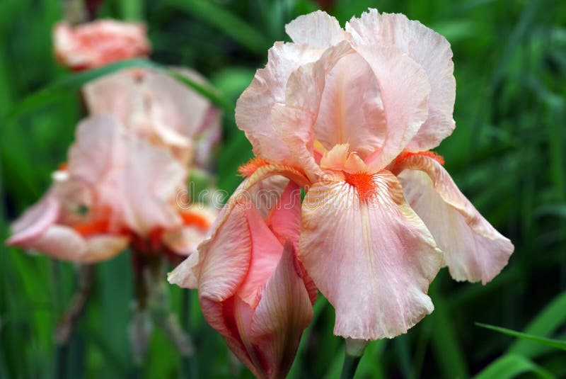 Iris Beige Tendre. Fleurs D'iris Dans Le Jardin. Photo stock - Image du frais, floraison: 250131934