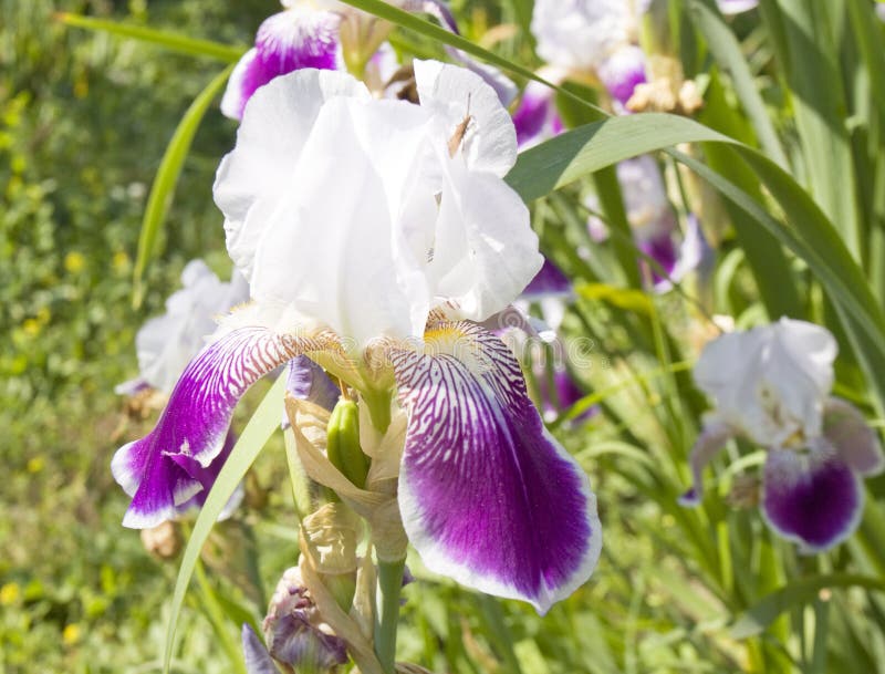 Iris blanco-violeta imagen de archivo. Imagen de planta - 61059349