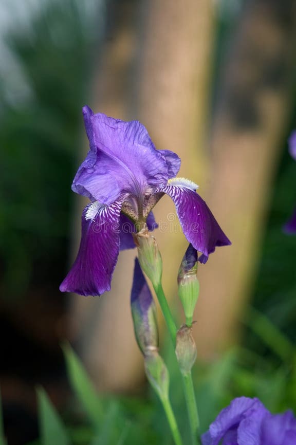Iris Bloom stock image. Image of garden, plant, nature, iris - 3257