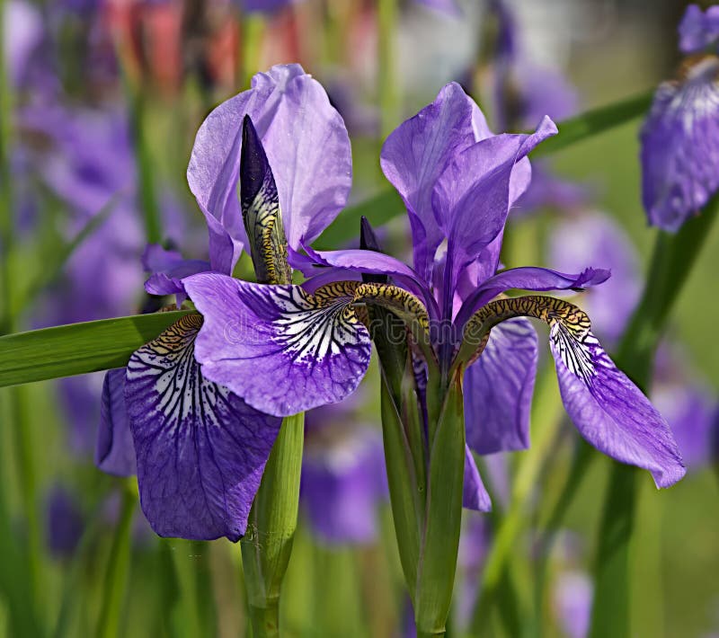 Iris in bloom stock image. Image of flowers, plant, spring - 286809055