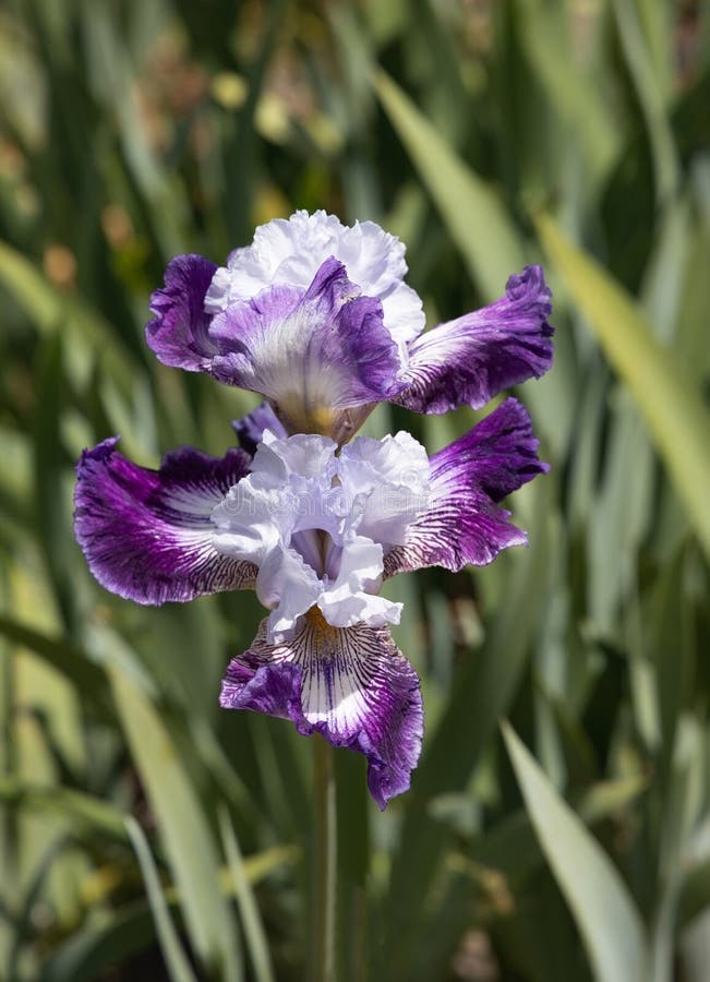Iris in bloom stock image. Image of close, spring, iris - 246401519