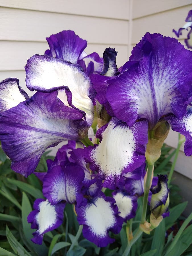 Iris in bloom stock photo. Image of botanical, closeup - 95854400