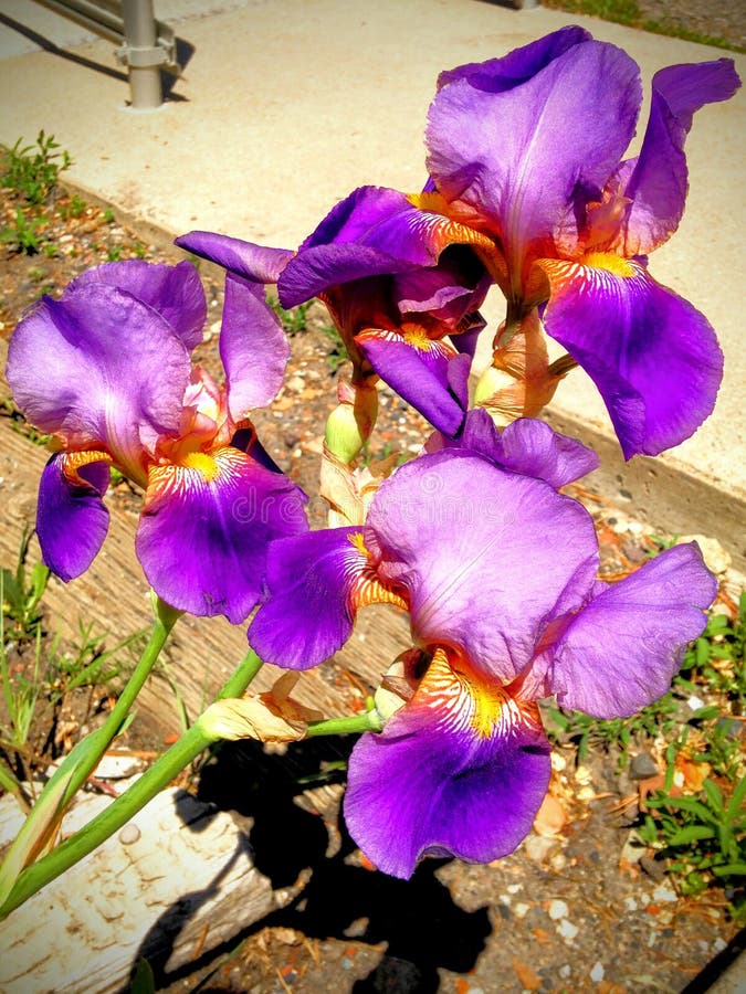 Iris in Bloom stock photo. Image of flower, color, gorgeous - 116053138