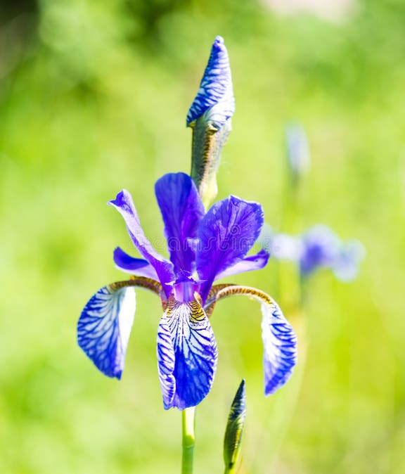 Iris Blooming in the Garden. Stock Image - Image of pollen, nature ...