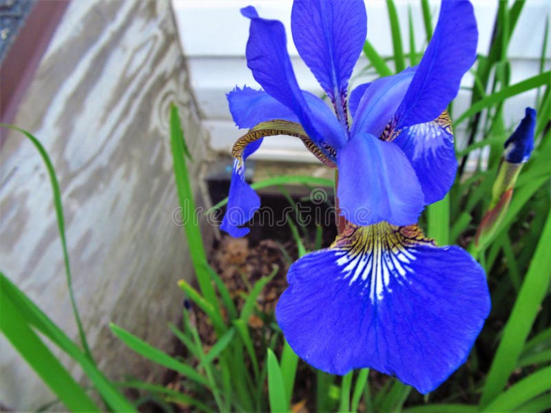 Iris of Blue stock image. Image of flower, late, blue - 94715045