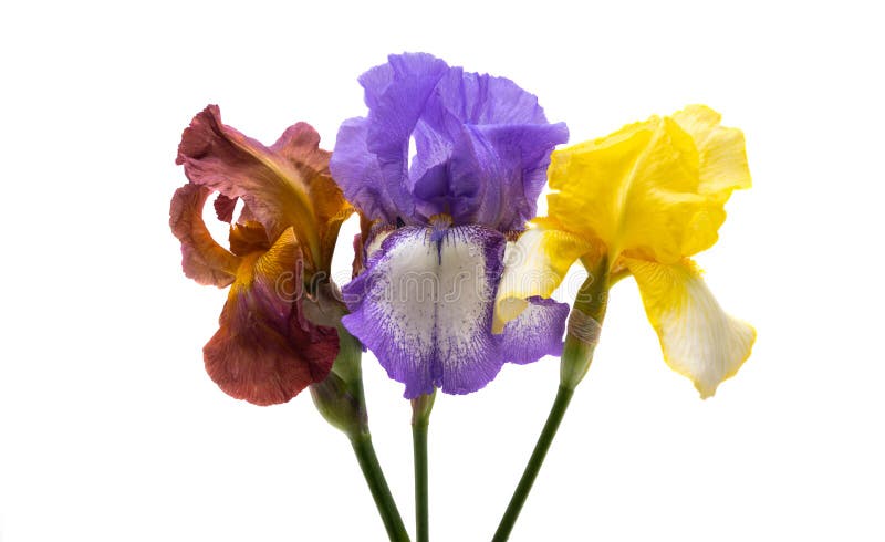 Iris bouquet isolated stock photo. Image of isolated - 220574328
