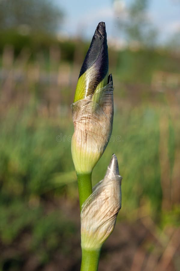 Iris Bud, before Flowering, Freshness Stock Image - Image of elegant ...