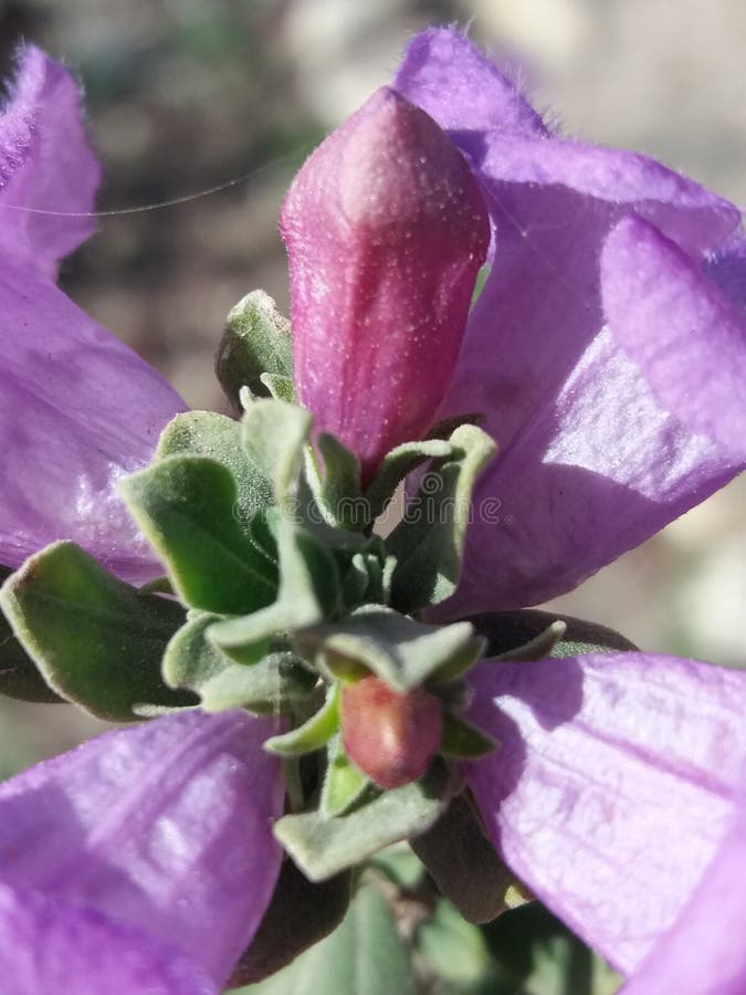 A Iris button flower stock image. Image of growing, colorful - 131879283