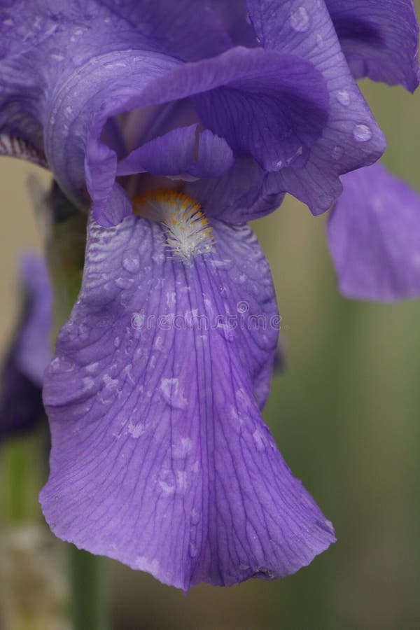 Iris stock image. Image of natural, closeup, driblet - 96958213