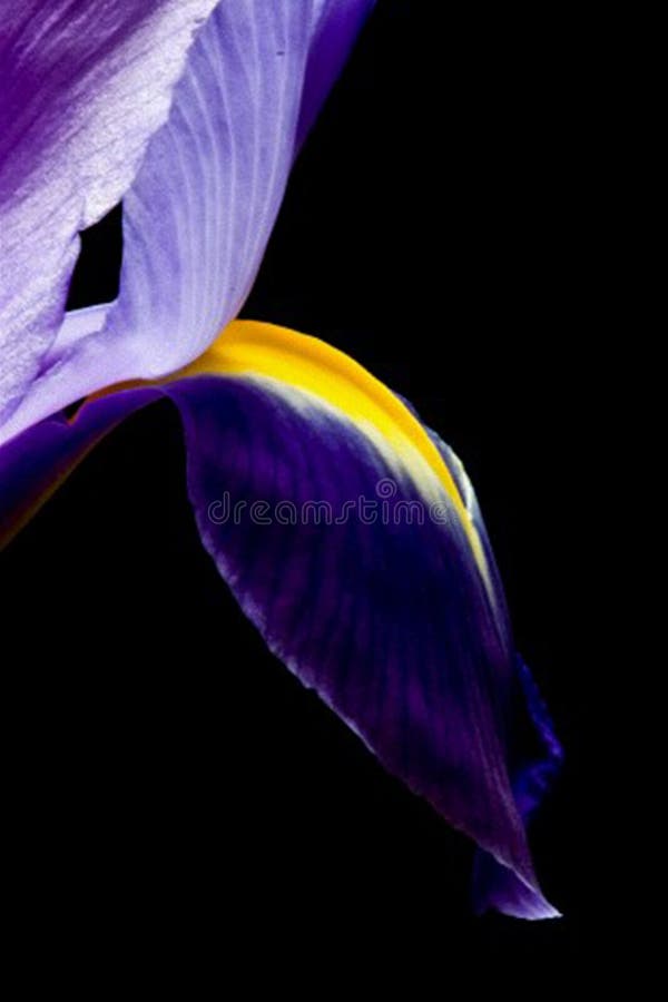 Iris Close Up Side View stockbild. Bild von gelb, leuchte - 99838845