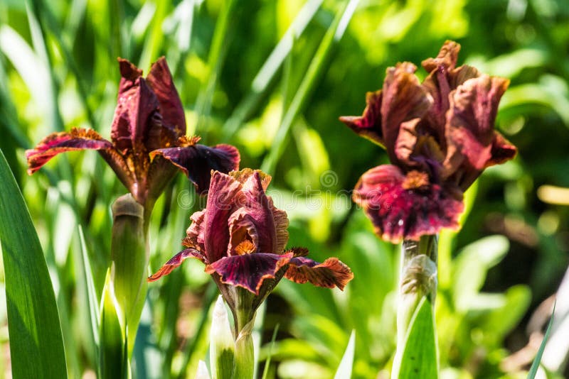 Iris stock photo. Image of garden, summer, season, closeup - 71107582