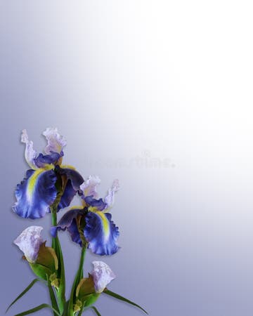 Blue Iris Flower Border White Background Stock Illustrations – 288 Blue ...