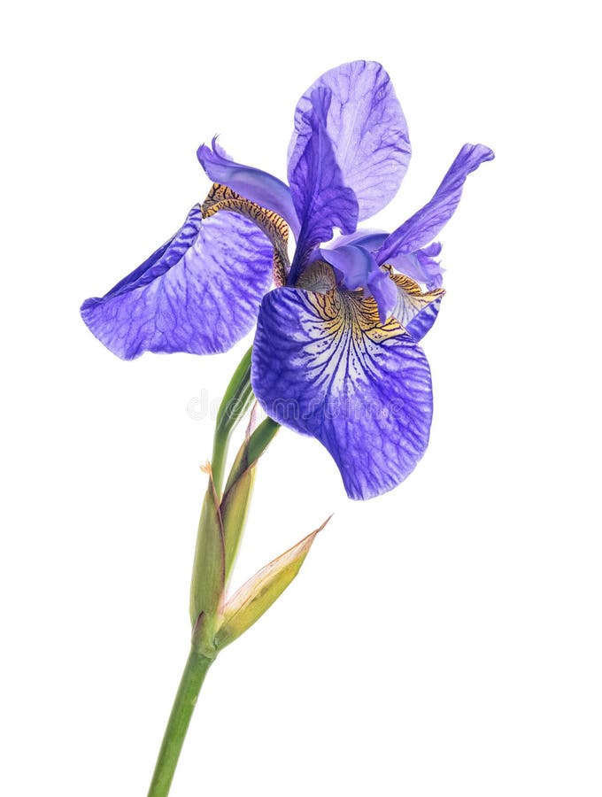 Iris Deep Blue One Bloom Isolated on White Stock Image - Image of ...
