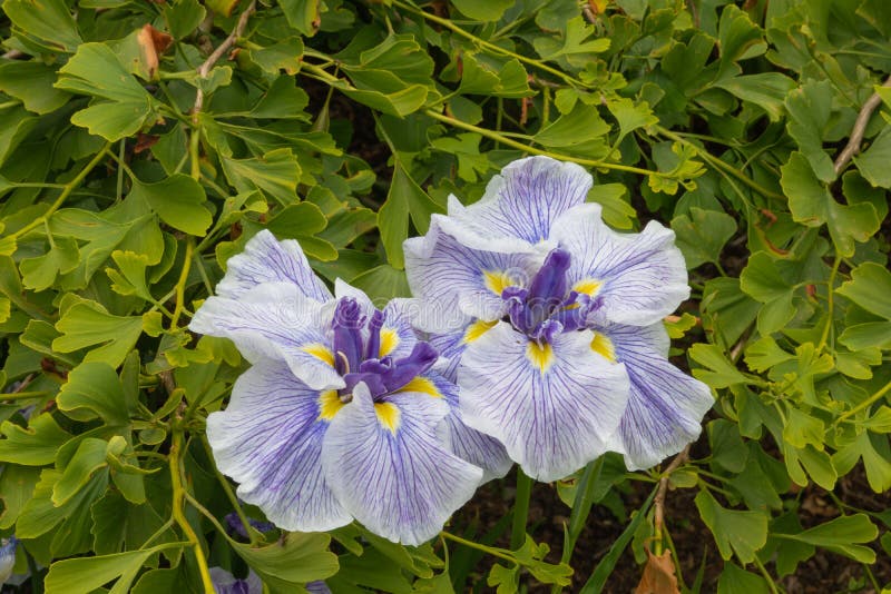 Ensata Rowden Stock Photos - Free & Royalty-Free Stock Photos from ...