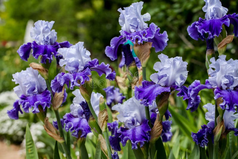 Iris in the field stock photo. Image of plant, natural - 40266538