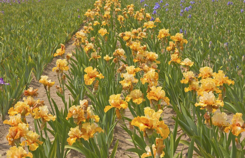 Iris Field in Keizer Oregon. Stock Image - Image of trees, recreation ...