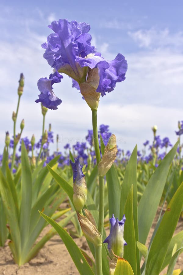 Iris Field in Keizer Oregon. Stock Image - Image of valley, field: 53962321