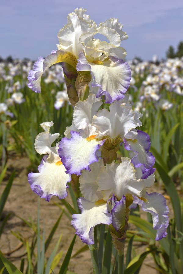 Field of Iris Flowers stock photo. Image of purple, peach - 199597386