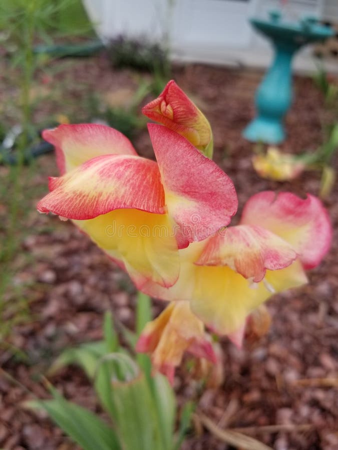 Iris or Flag Beauty! stock image. Image of petal, yellow - 227834837