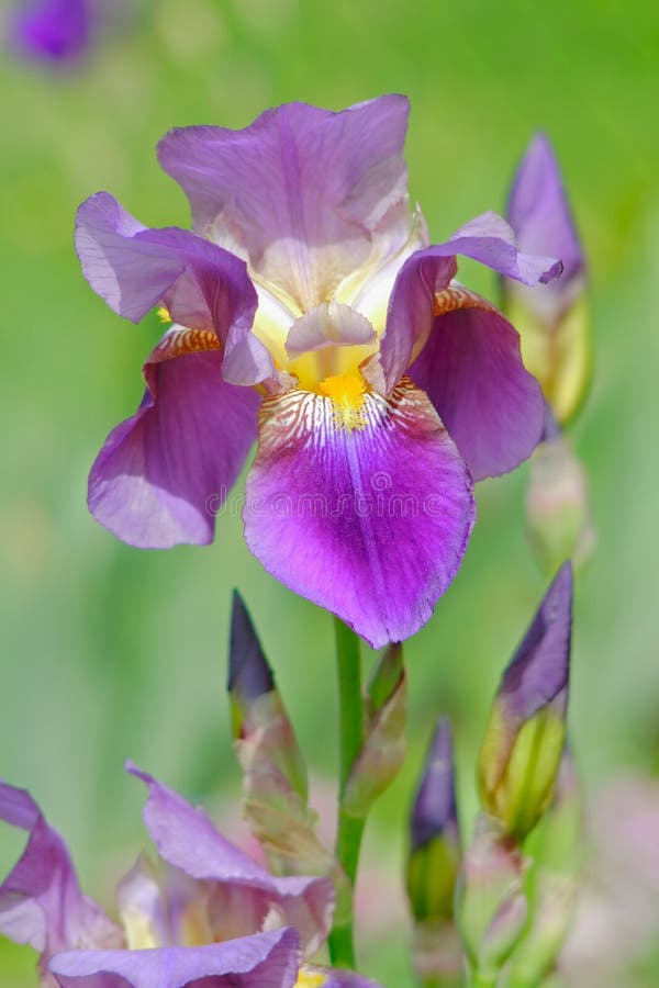 Iris flower stock photo. Image of iris, floral, horticulture - 1300586