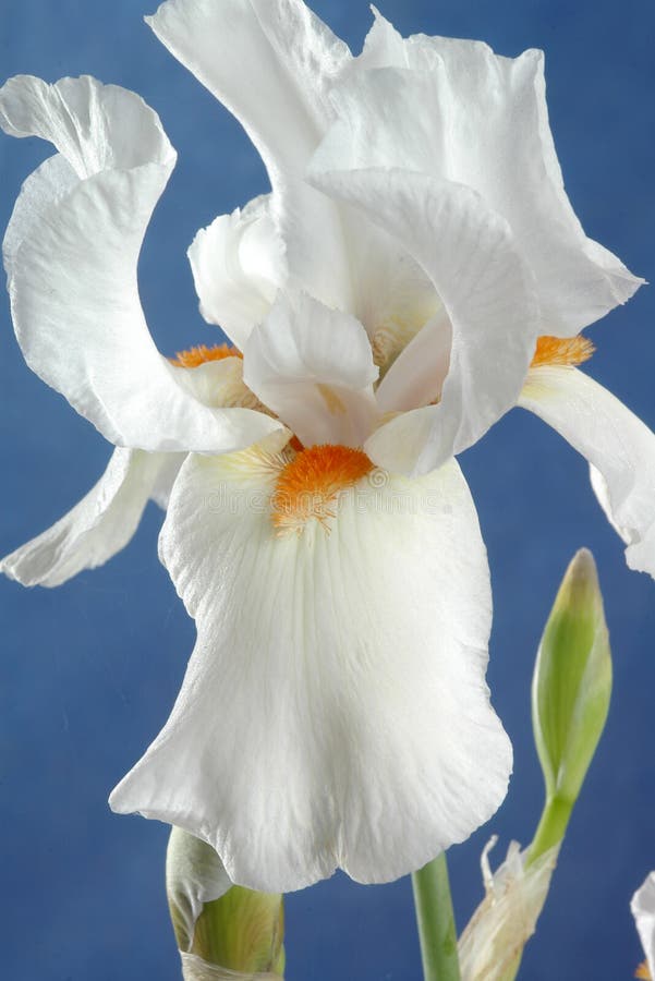 Iris Flower stock image. Image of iris, orchid, increase - 1433851