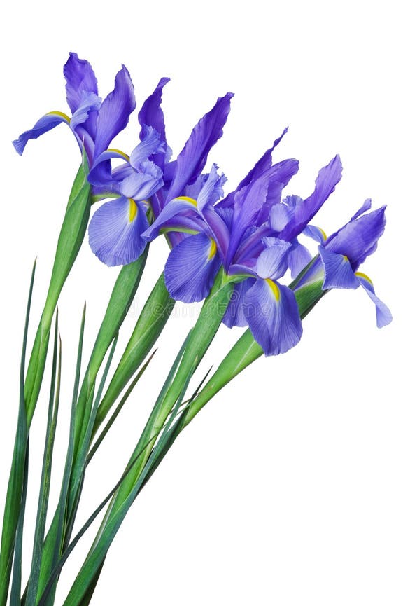 Iris flower stock image. Image of blue, bunch, iris, love - 22703229