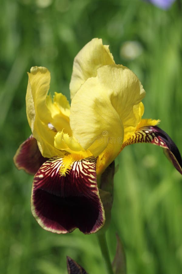 Iris flower stock photo. Image of botany, botanic, purple - 24453840
