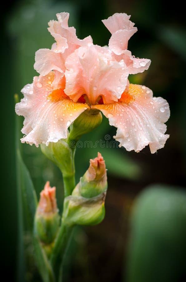 White Iris stock image. Image of raindrops, blooming, nature - 793733