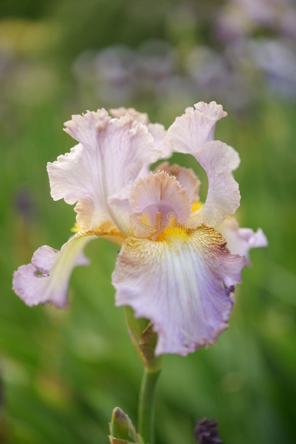 Iris flower stock image. Image of high, stem, buds, iris - 31081835