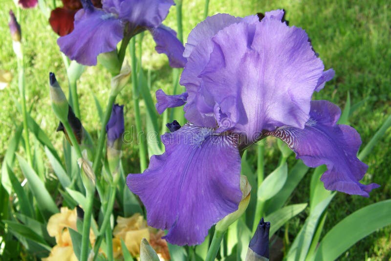 Iris flower stock photo. Image of beard, close, foliage - 44785716