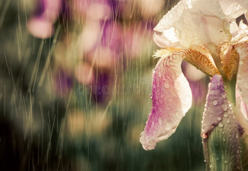 Iris flower stock image. Image of background, herbs, spring - 31077407