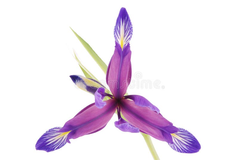 Iris Flower, Beautiful Spring Plant Stock Photo - Image of floral, blue ...