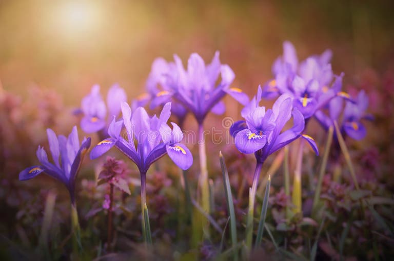 Iris Flower Bloom Early Spring Stock Photo - Image of outdoor, purple ...