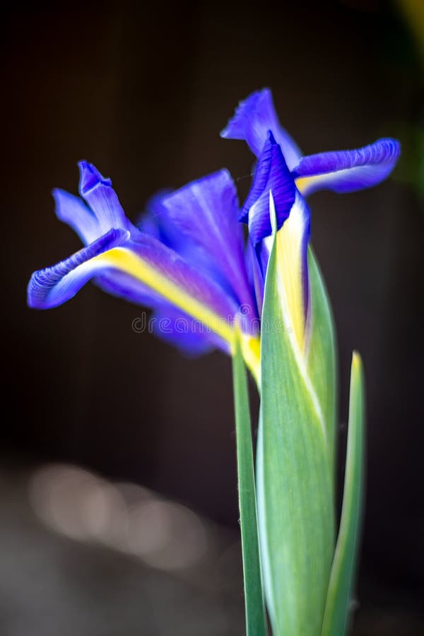Iris Flower Blooming in Springtime in an English Garden Stock Image ...