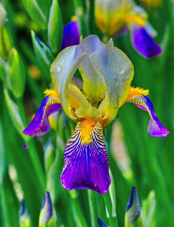 Iris flower. stock image. Image of botanical, beautiful - 71132567