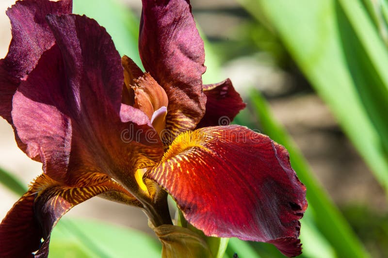 Iris Flower burgundy stock image. Image of drops, color - 122270295
