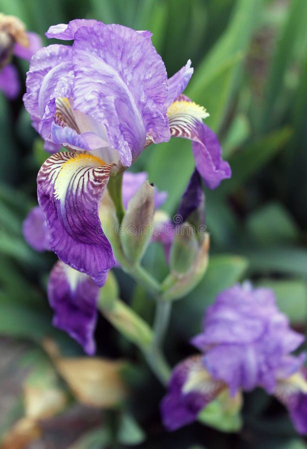 The Iris Flower Closeup, Beautiful Purple Flower in Bloom on a Crisp ...