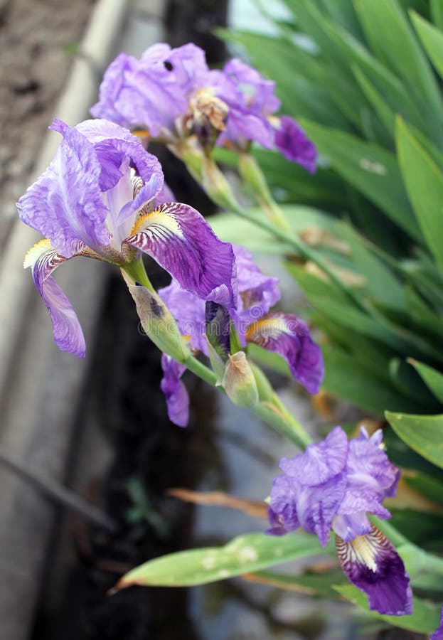 The Iris Flower Closeup, Beautiful Purple Flower in Bloom on a Crisp ...